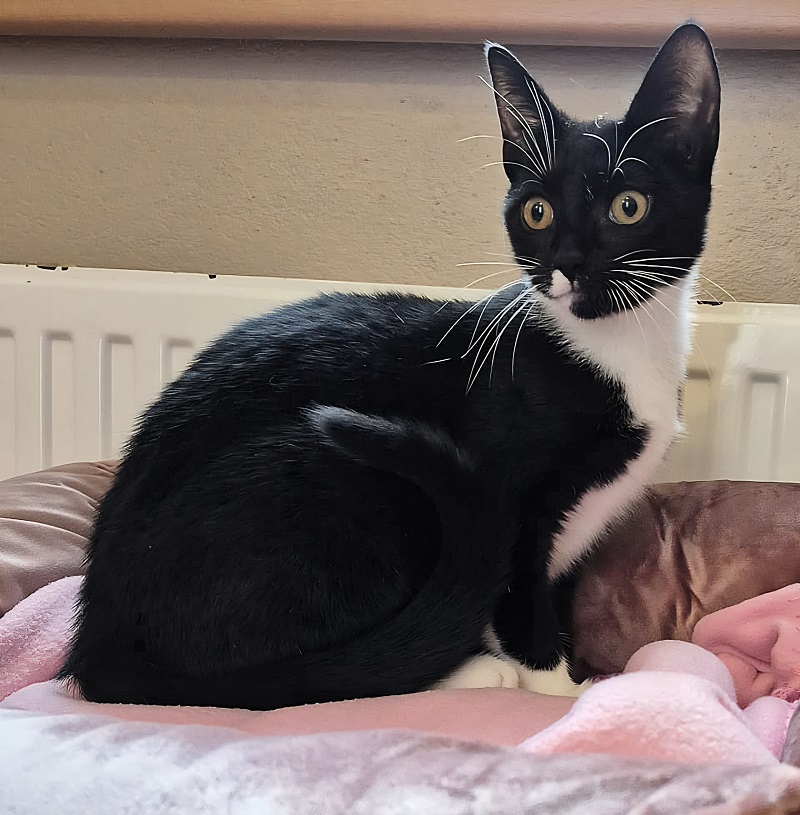 Fleur (hat schon Interessenten) – Tierheim-SL